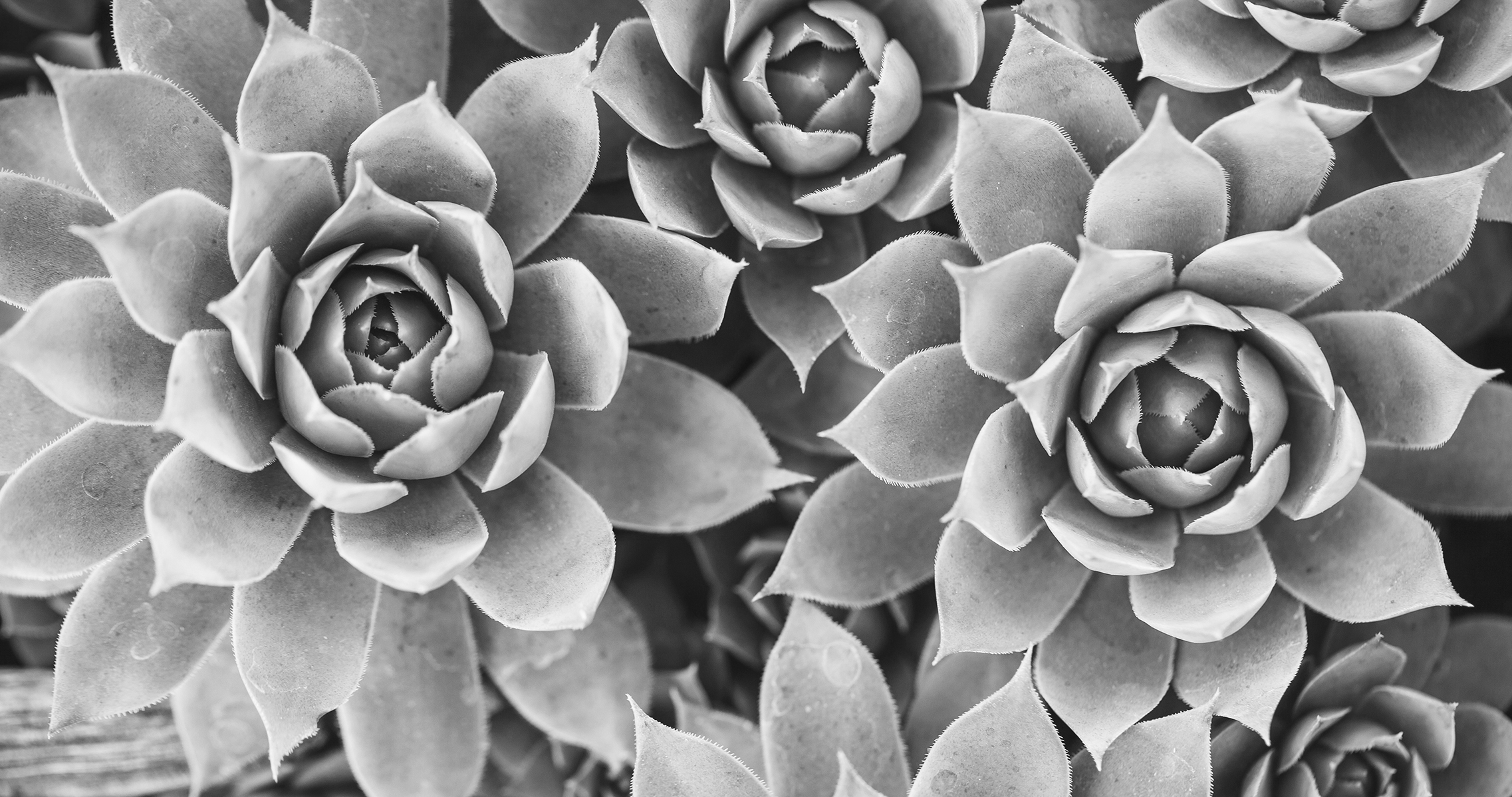 Fixed Income Commentary - Meeder Investment Management