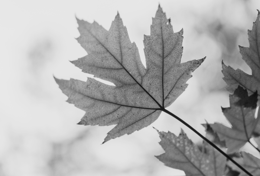 Q3 2023 Quarterly Perspectives - Meeder Investment Management